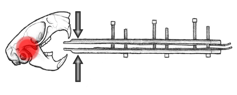 Yong Chen, PhD | Duke Department of Neurology